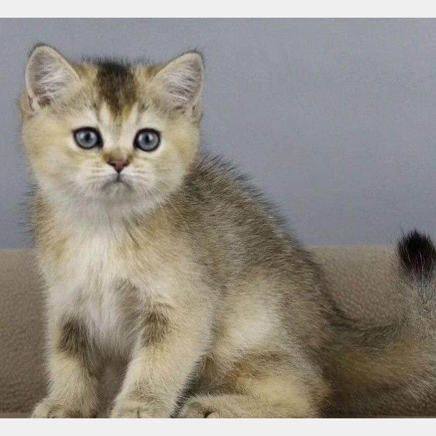 Котята