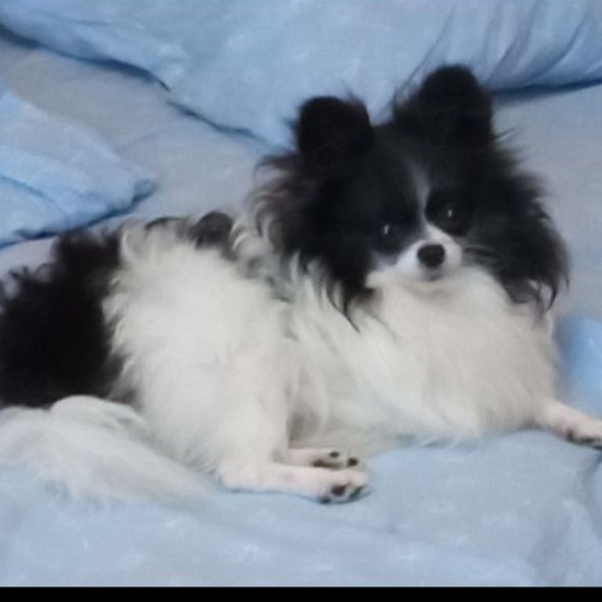 Померанский шпиц, взрослая собака