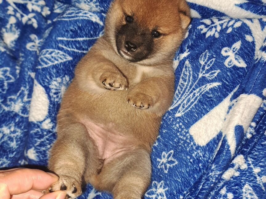 Щенки сиба шиба ину