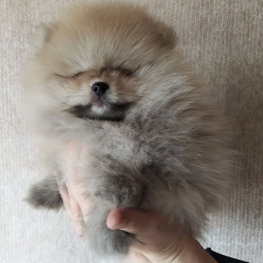 Померанский шпиц, щенок