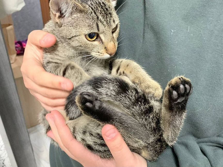 Отдам кошку в добрые рук, 5 месяцев