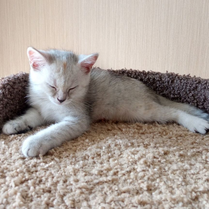 Шотландский прямоухий короткошёрстный котёнок