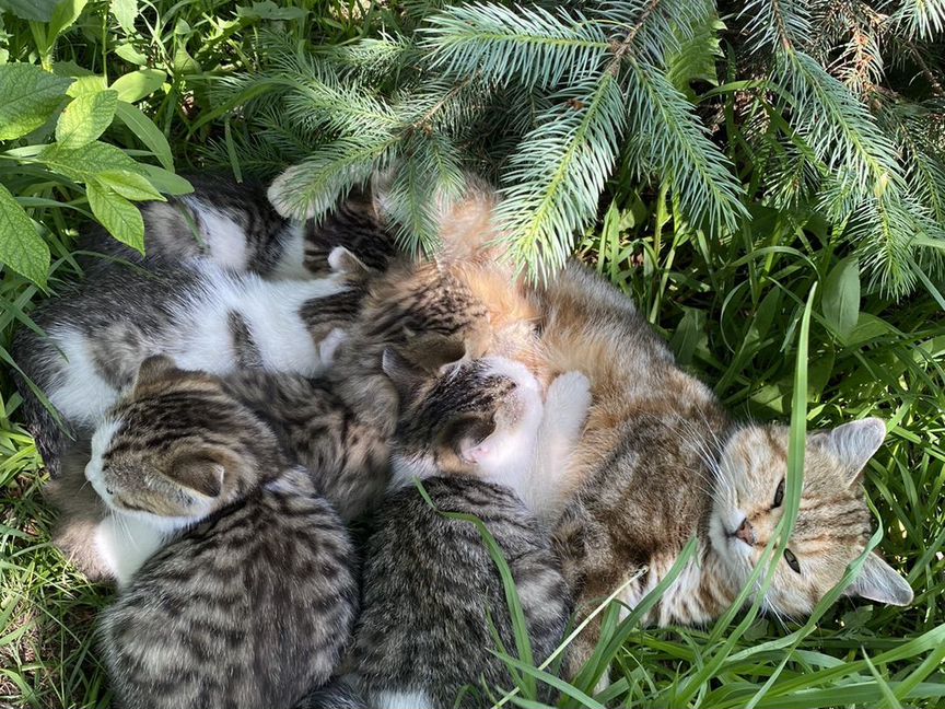 Шотландские котята