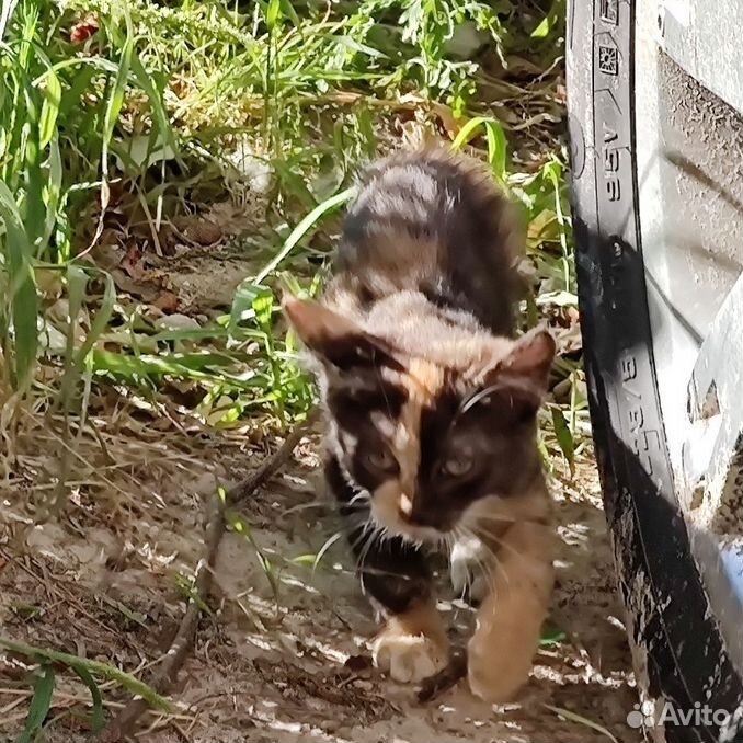 Отдам котят - трехцветная девочка, черный мальчик