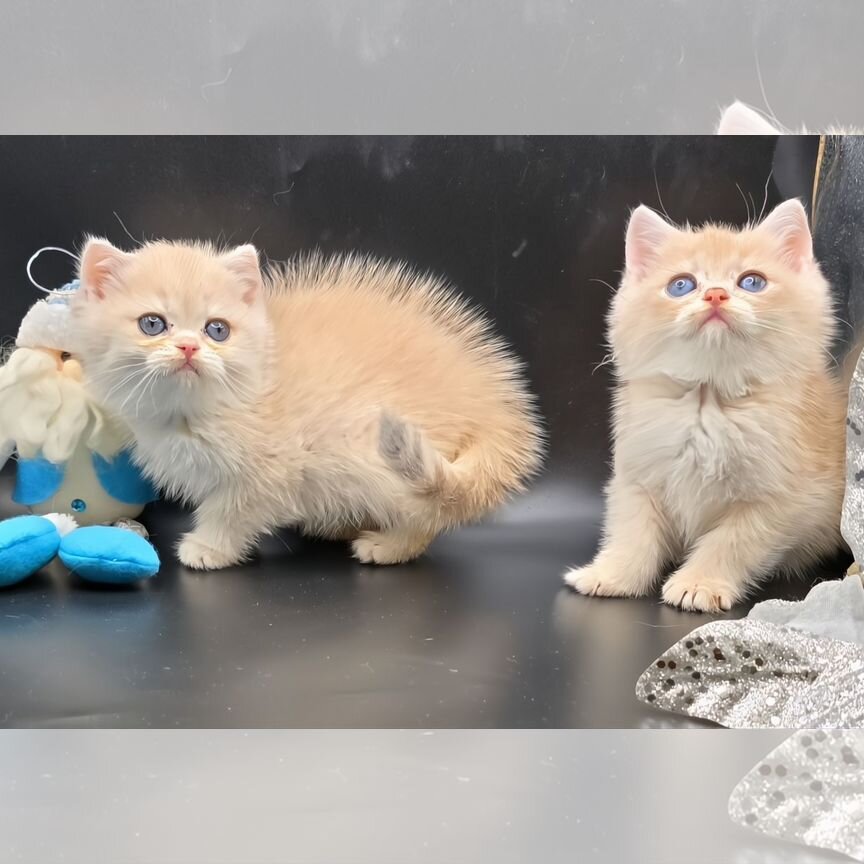 Британский короткошёрстный котёнок