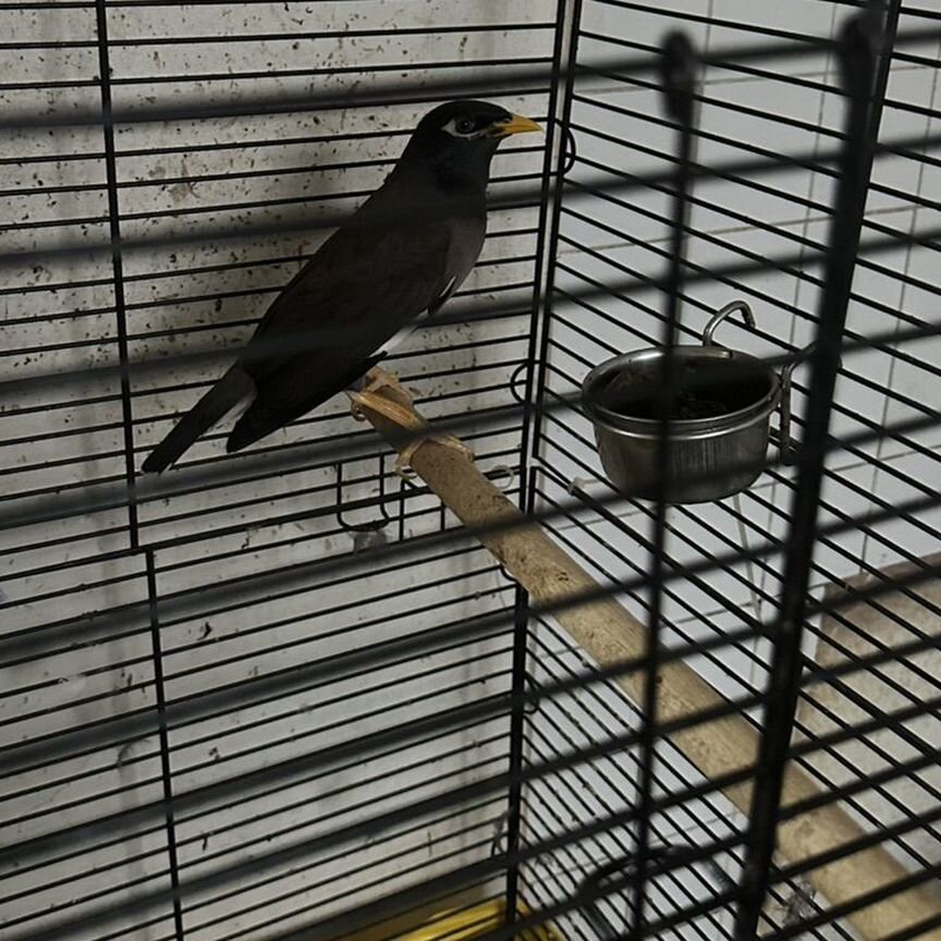 Афганский скворец