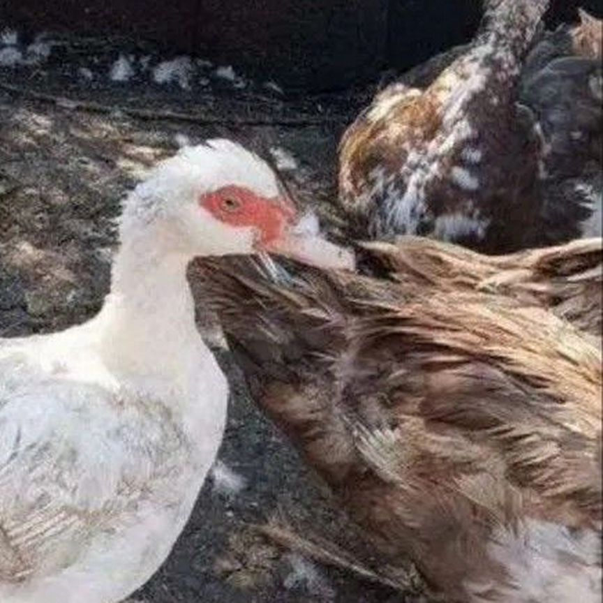 Индоутята.Утята мускусной утки