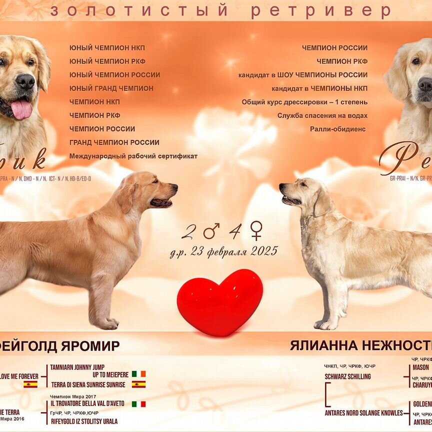 Собаки щенки