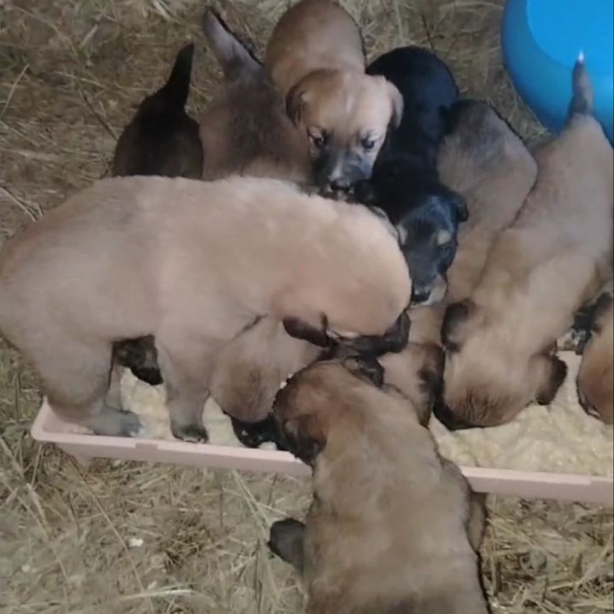 Щенок в добрые руки