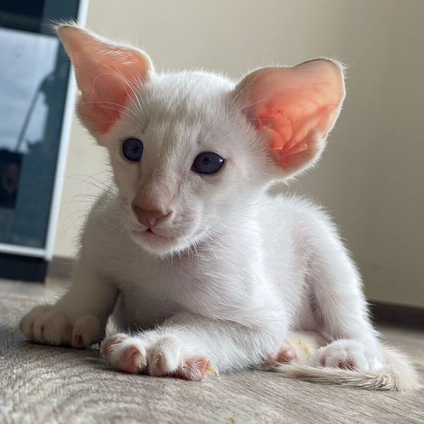 Ориентальный котёнок