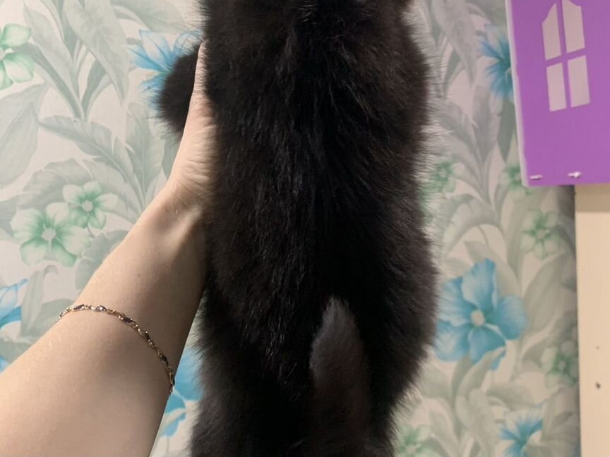 Шпицы