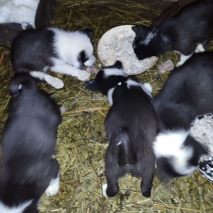 Карельская медвежья собака