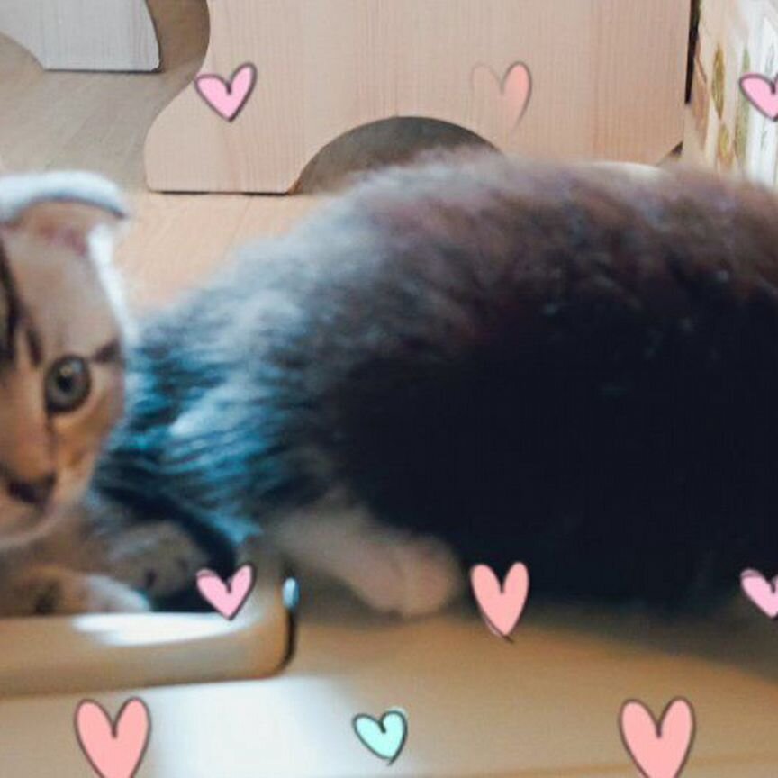 Продаются котята