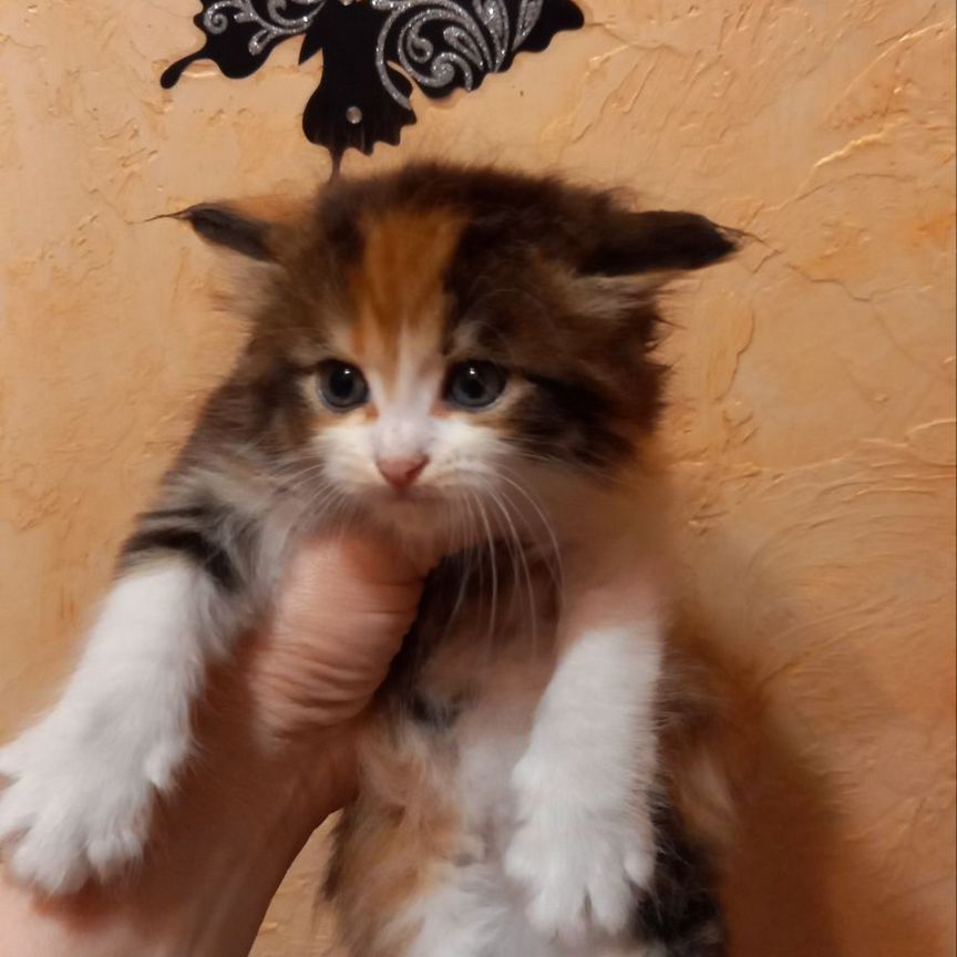 Сибирские котята
