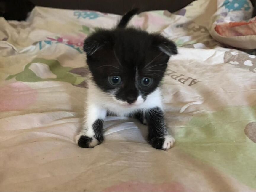 Кошки бесплатно