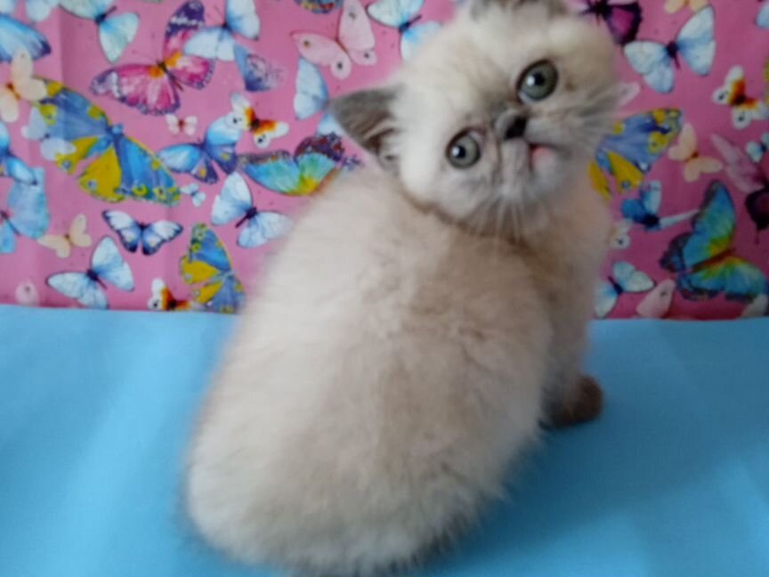 Экзотическая короткошерстная