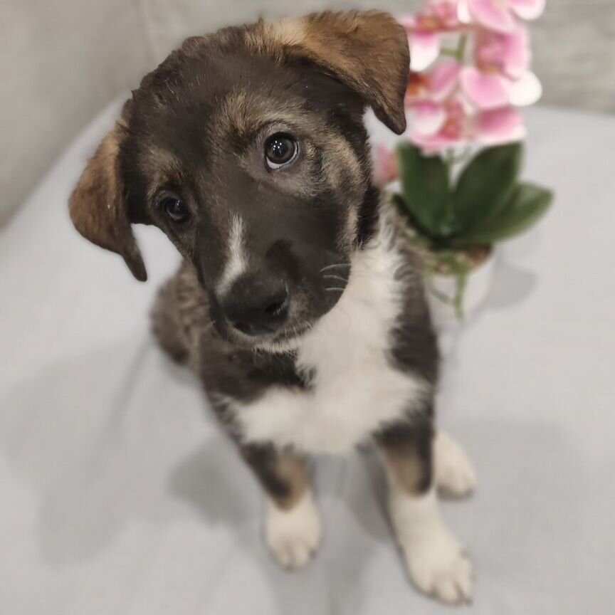 Мальчик 2,5 м, найден на мусорке, не дикий, средн