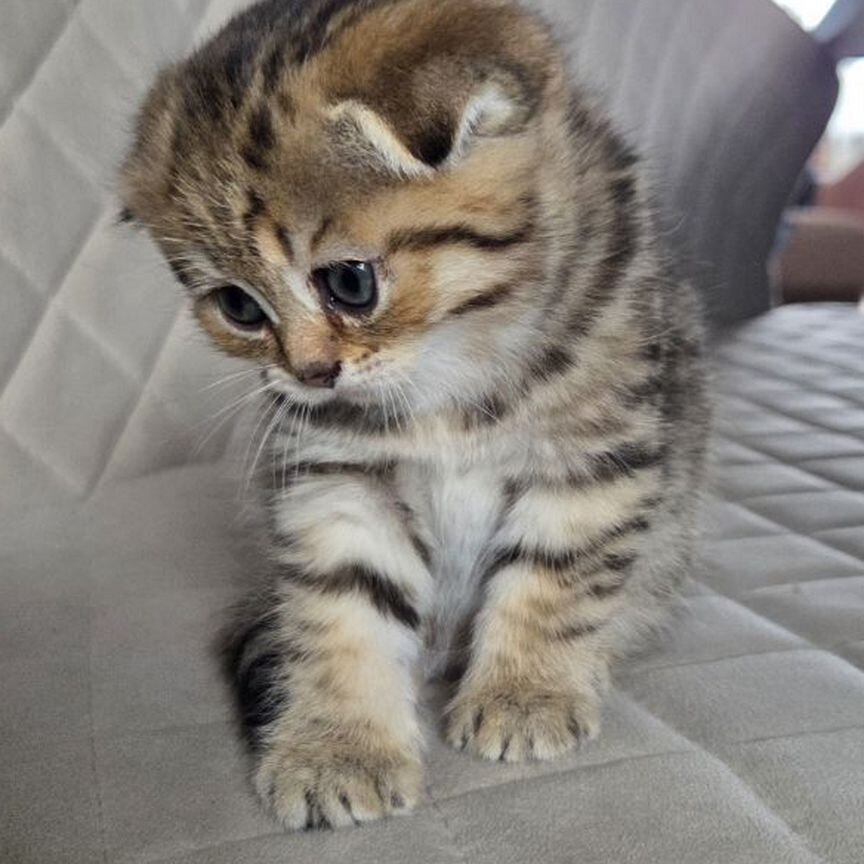 Шотландский вислоухий короткошёрстный котёнок