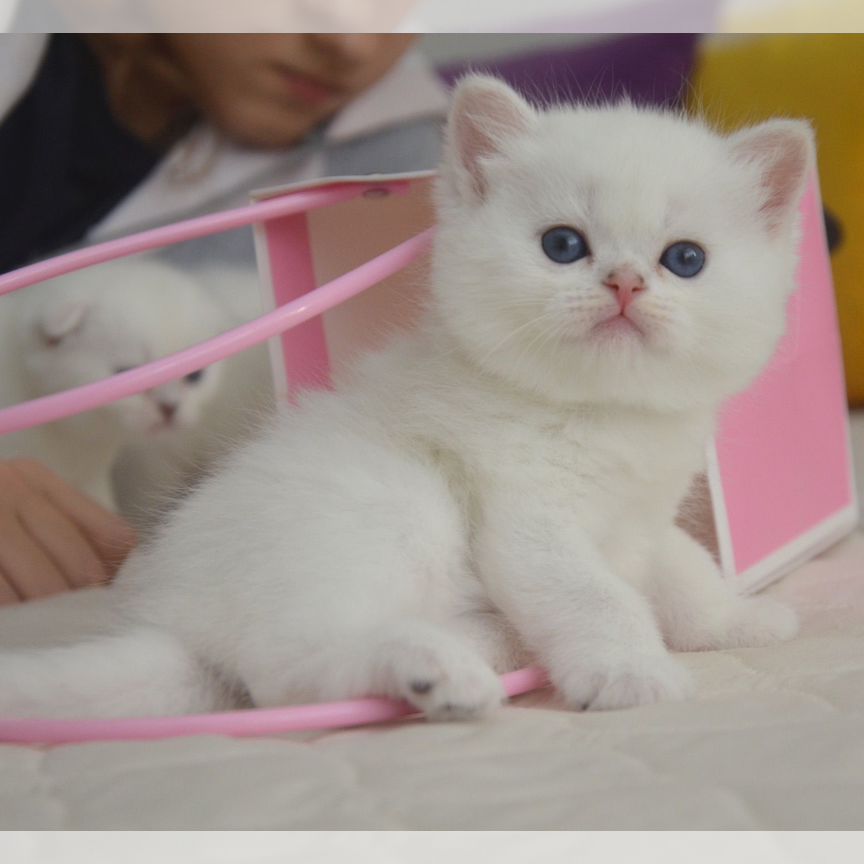 Шотландские котята. Девочка с голубыми глазками