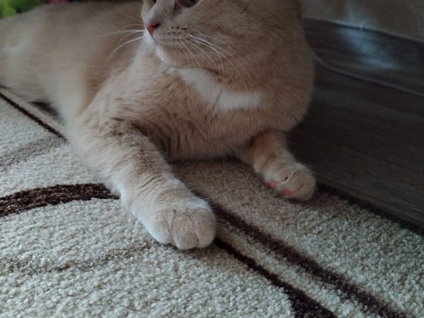 Котик мальчик рыжий
