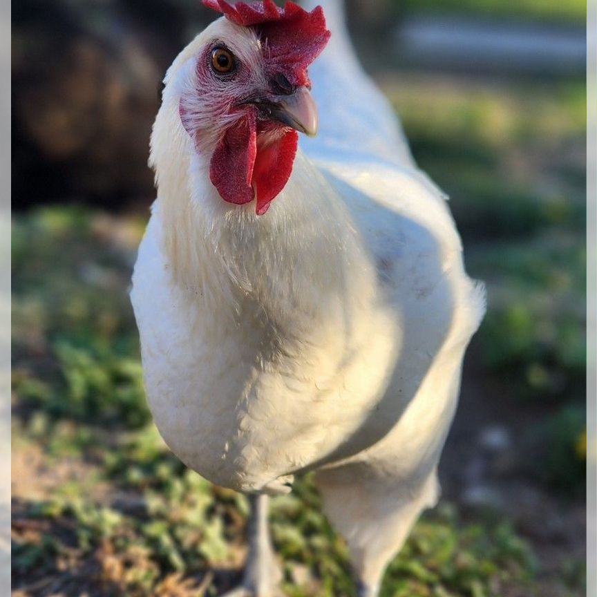 Куры несушки