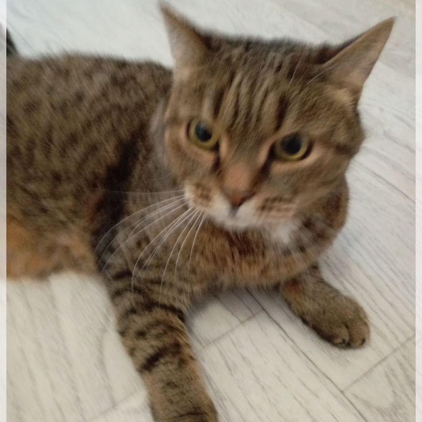 Взрослый кот в добрые руки