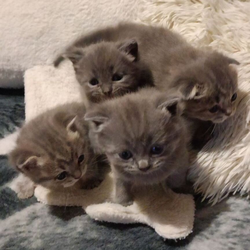 Шотландские вислоухие и прямоухие котята