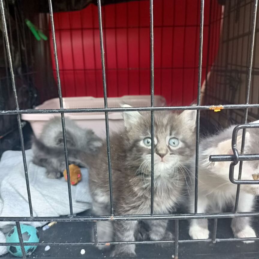 Котята малыши очень хотят домой