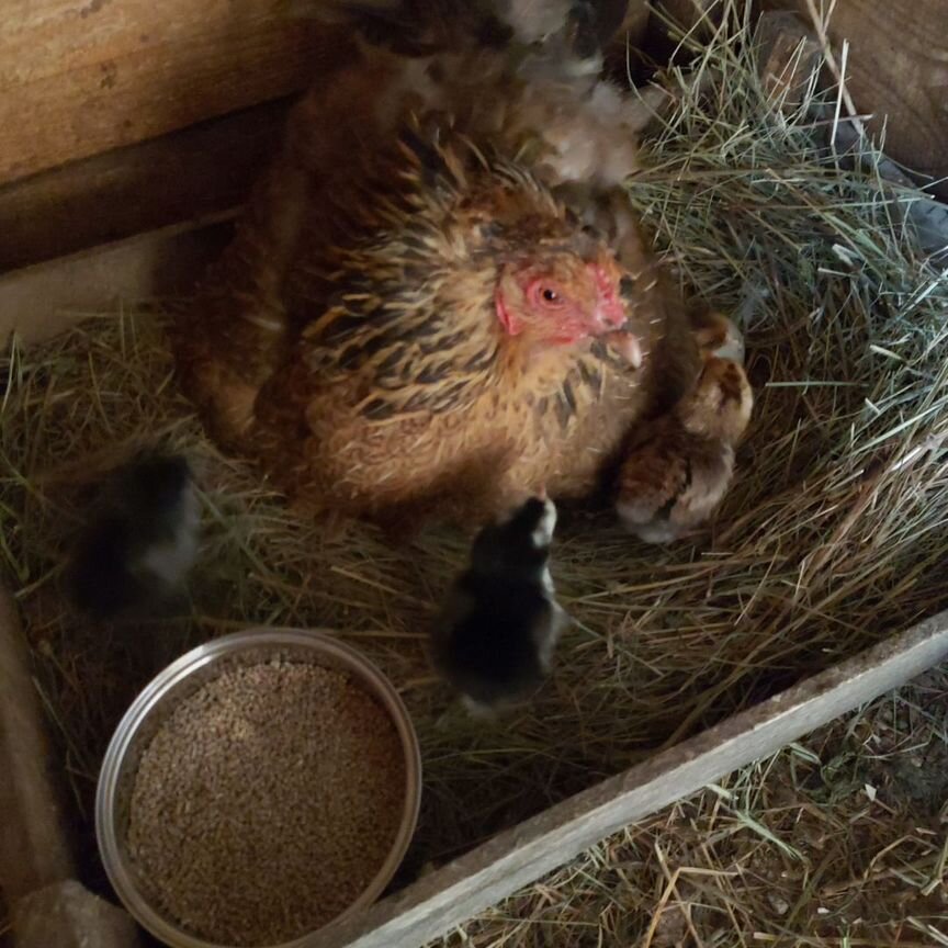 Наседка с цыплятами