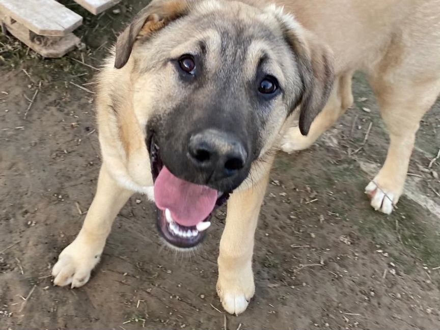 Красивый щенок в добрые руки