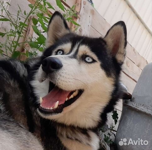 Сибирский хаски