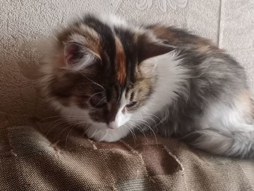 Шикарная кошечка