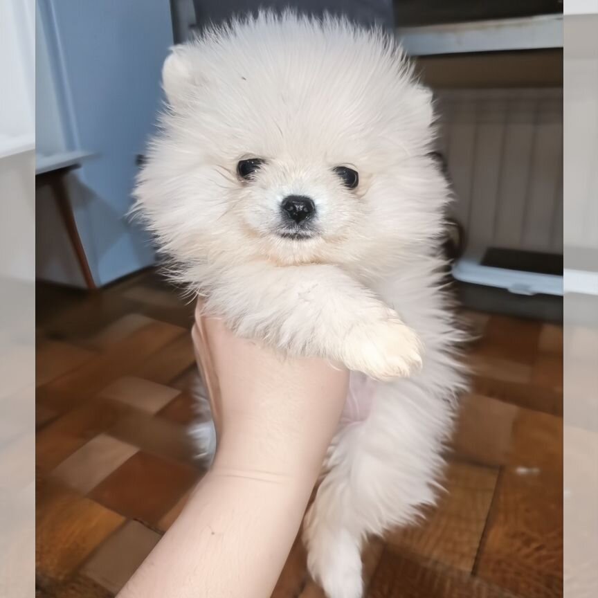 Померанский шпиц, щенок