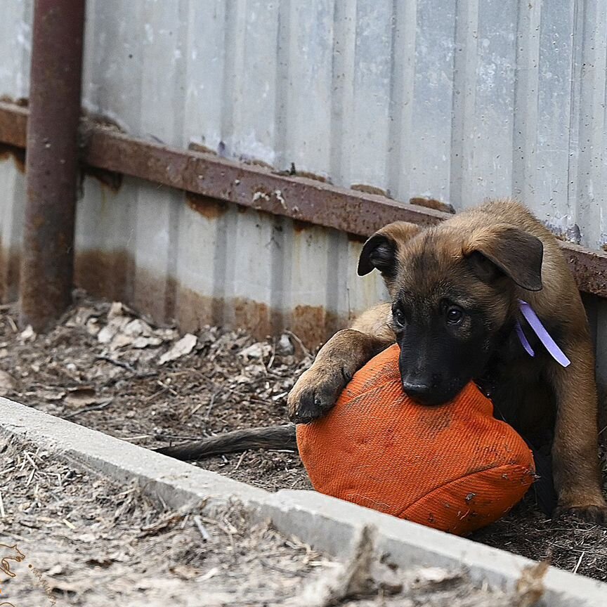 Щенок малинуа для вас