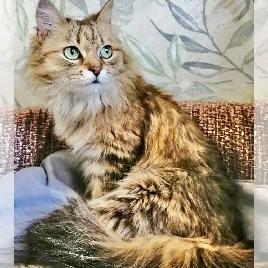 Взрослая, кошка в добрые руки