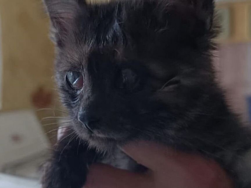 Котенок девочка 2 мес