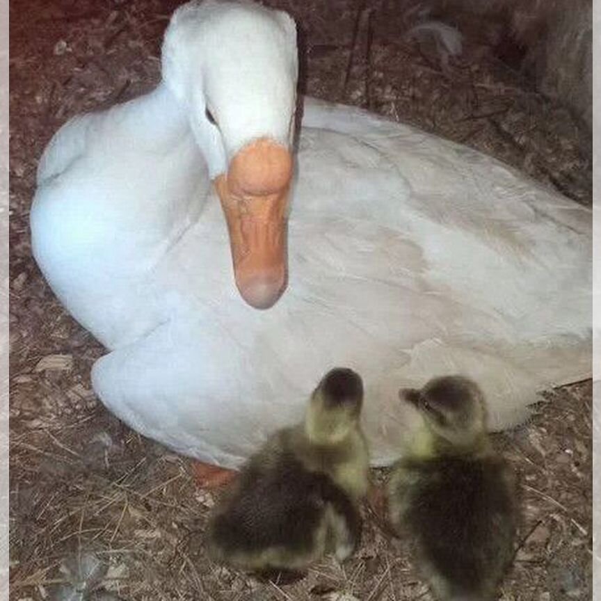 Гусята суточные