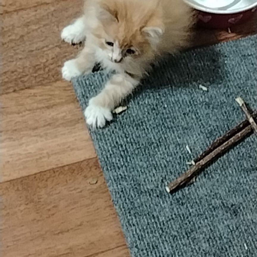 Котёночек в добрые руки