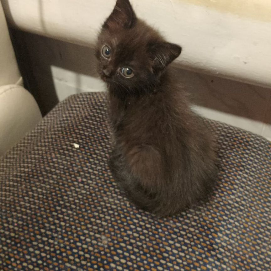 Котёнок, мальчик, 2мес, черныш
