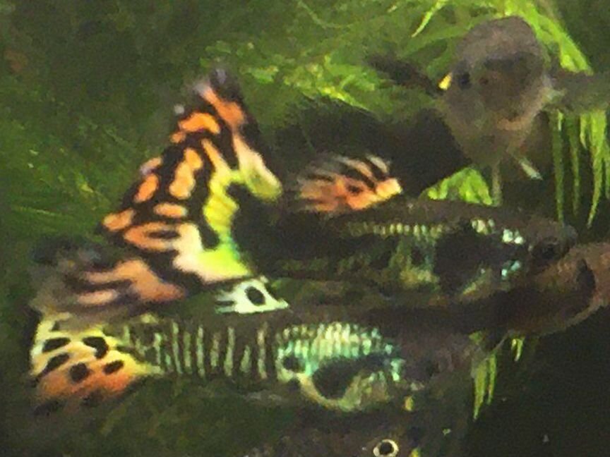 Гуппи " тигрята "