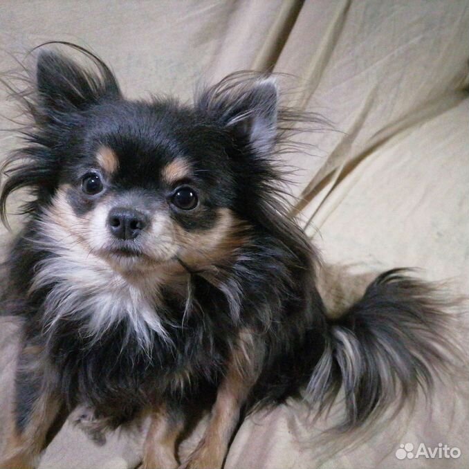 Чиходевочка