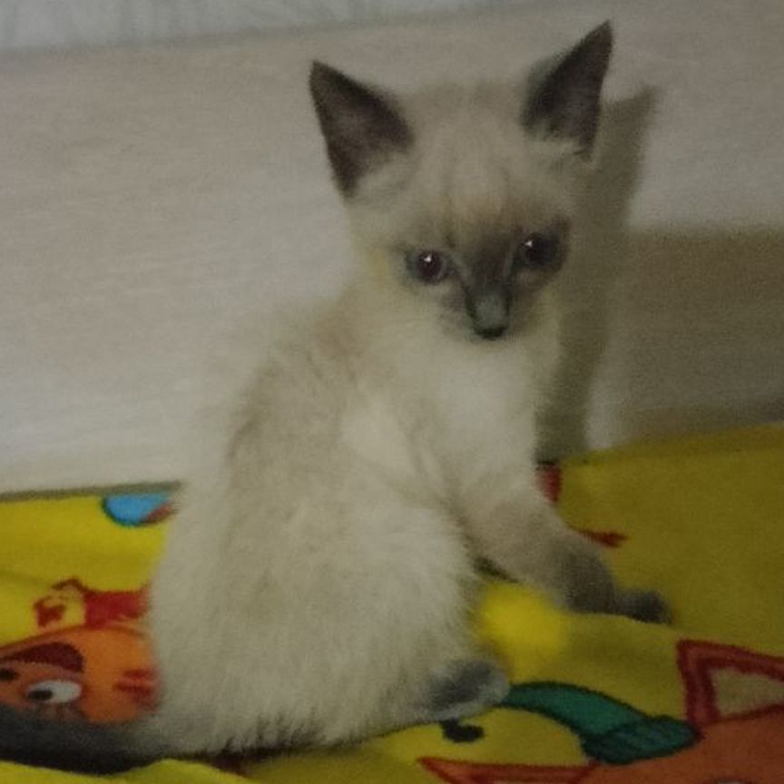 Сиамский котёнок