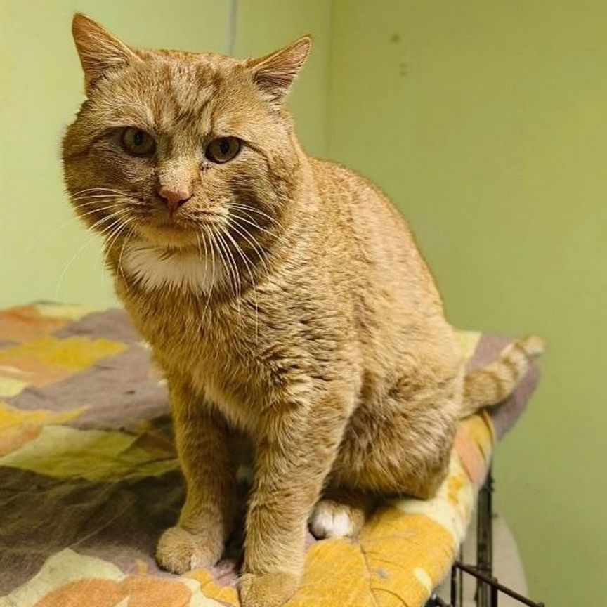 Взрослая кошка в добрые руки