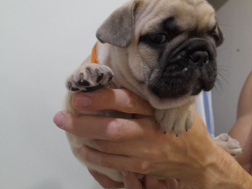 Французики