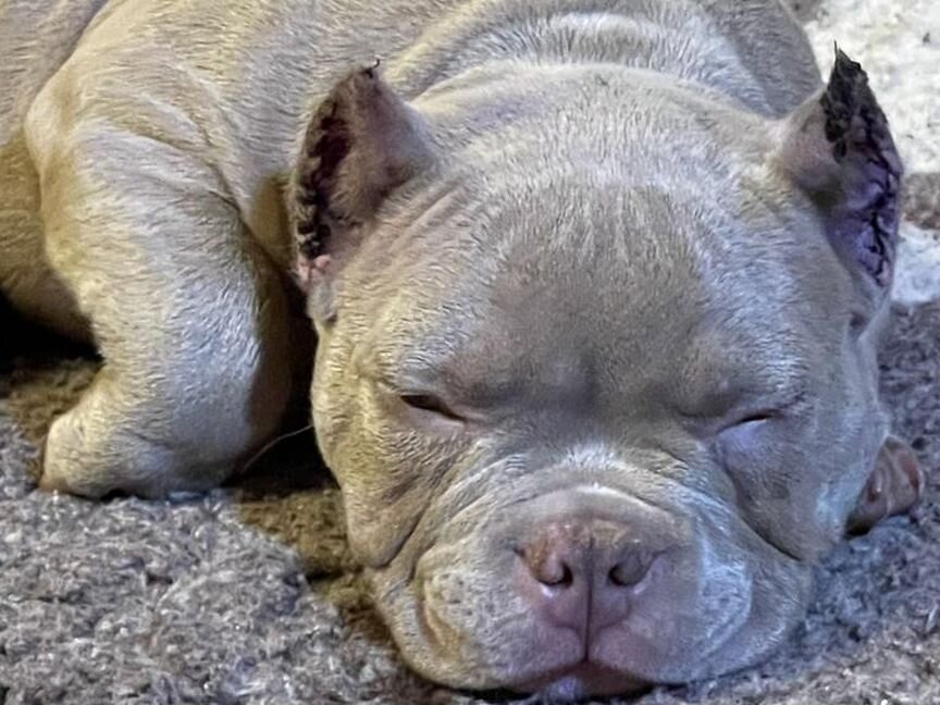 Микро экзотик булли