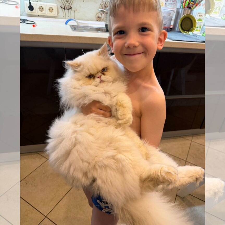 Персидский котёнок