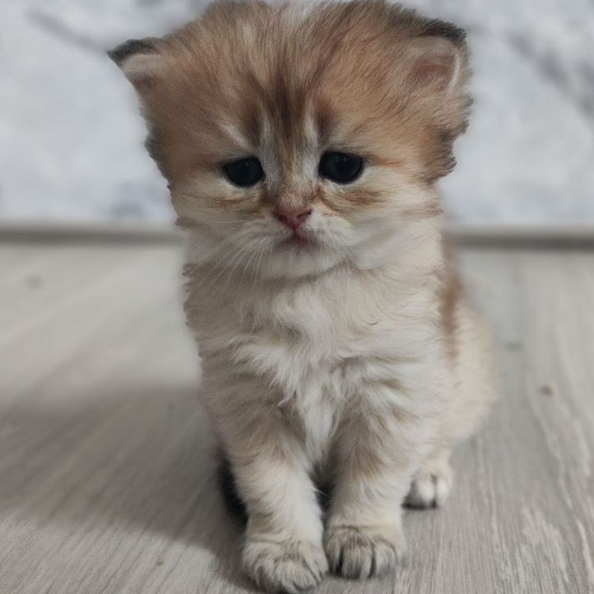 Британский длинношёрстный котёнок