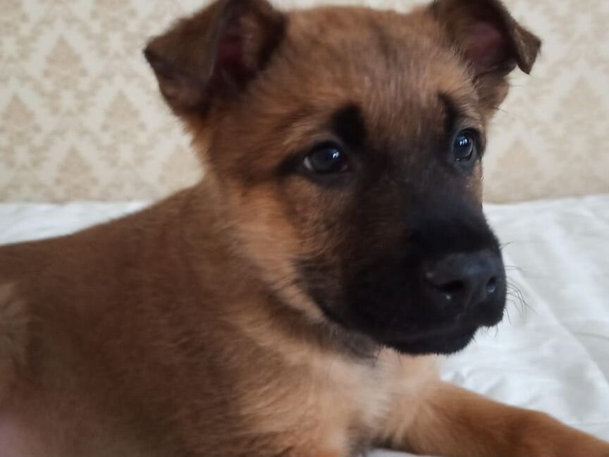 Щенки дворняжки похожи на овчарку