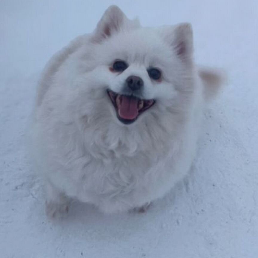 Померанский шпиц, взрослая собака