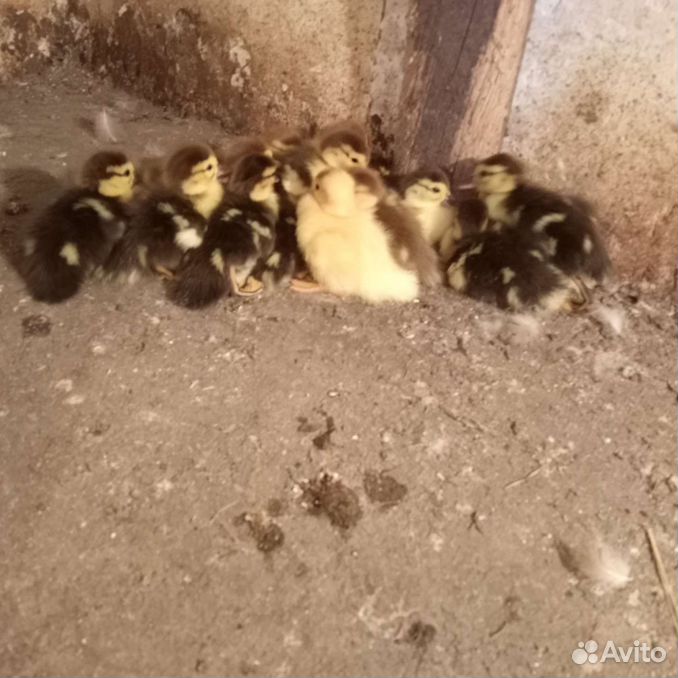 Продам индоутят(Шипунов)суточных